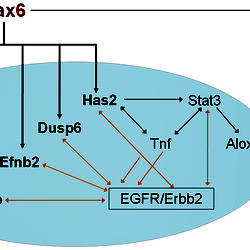 Diagrammatic summary of novel functions of Pax6 during lens development.