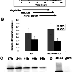 Expression of cslA and glxA is down-regulated at the onset of aerial ...