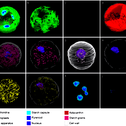 3D TEM images of subcellular components.