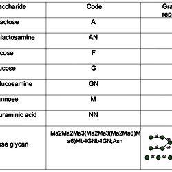 Sugar codes used in formulas and example of a glycan structure using ...
