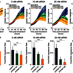 Differential PTPMT1 knockdown alters the absolute level of HeLa cell ...