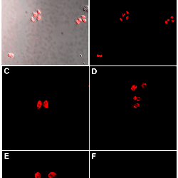 Estimating the efficacy of EdU detection through successive mitoses.