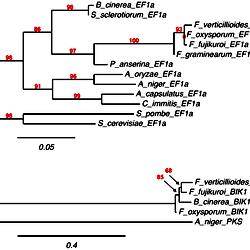 Comparative phylogenies of the conserved elongation factor EF1 α and ...