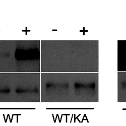 Effect of the use of a dead-kinase MuSK on MV and WT MuSK phosphorylation.