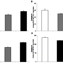 OXPHOS complexes enzyme activities.