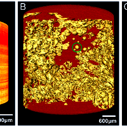 3D visualization of different stages of CHL samples.