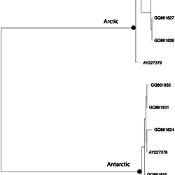 Pterapod cox1 tree, made with the neighbor-joining algorithm and the ...