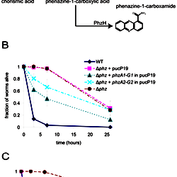 Phenazine synthesis by P. aeruginosa is essential for killing C. elegans.
