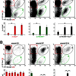 Distribution of PECAM1 and Sca1 protein on skin- and wound-derived cells.