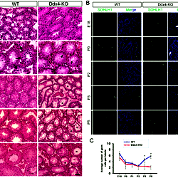 Histological analyses of the developing testes in WT and Ddx4-KO mice.