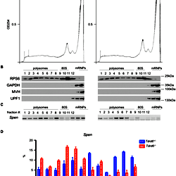 Polysome fractionation and assessment of mRNA translational potential.