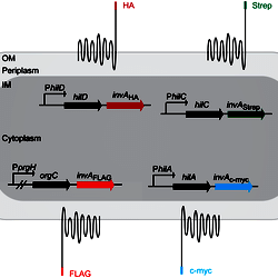 Potential extension to a multidimensional invA-based reporter system.