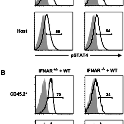 Activation of STAT4 is partially dependent on the direct action of type ...