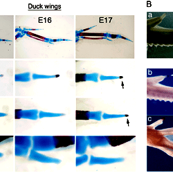 Digit 2 of the duck wing has a genuine tip.