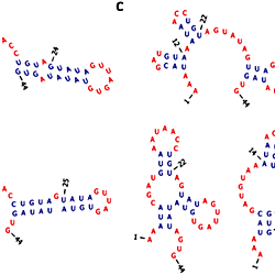 Guide RNA Secondary Structures.