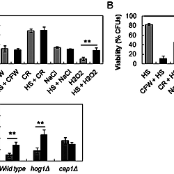 The cross-talk between thermal adaptation and cell wall stress ...