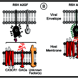 Model of RSV G and F interactions with host factors at the cell surface.