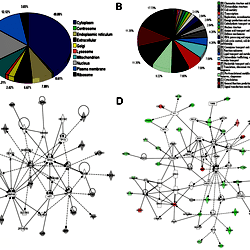 Subcellular localization, functional classification analysis and ingenuity pathway analysis of ...