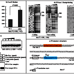 Repression of hmsT by Fur.