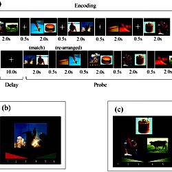 Schematic overview of the delayed-match-to-sample-task (a) and the two ...
