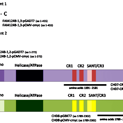 Schematic overview of FAM124B, CHD7 and CHD8 and the constructs used.
