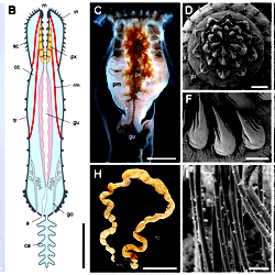 General morphology of Recent priapulid worms exemplified by Priapulus ...