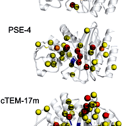 Comparison of slow motions for the parental and chimeric enzymes.