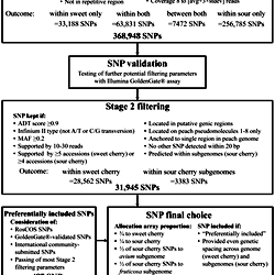 Workflow for SNP detection, validation, and final choice in development ...