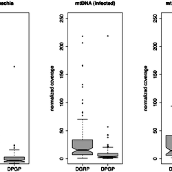 Relative depth of sequencing coverage for Wolbachia and mtDNA assemblies.