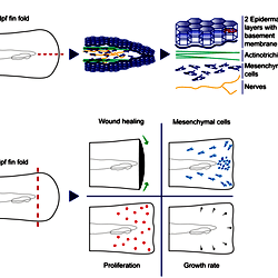 Fin fold organization and regeneration.