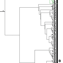 Bayesian phylogenetic tree reconstruction.