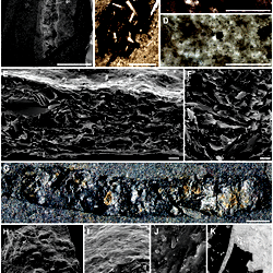 Sedimentary ingesta within the gut of Ottoia prolifica