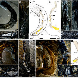 Hyolithids, brachiopods and arthropods within the gut of Ottoia ...