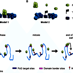 A model for maintenance of PcG protein function through mitosis.