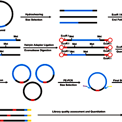 Flow chart illustrating HTS-PEG.