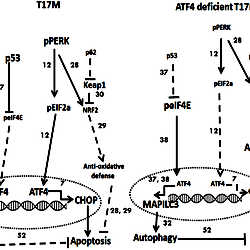 Proposed mechanisms of retinal degeneration in T17M and T17M ATF4+/- mice.