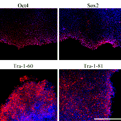 Staining of relevant markers confirm cellular identity of induced cells ...