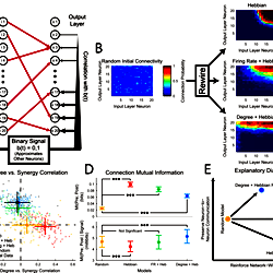 A degree-modified Hebbian rule qualitatively matched results from the ...