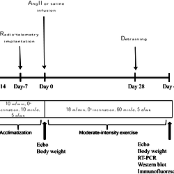 Experimental protocol.