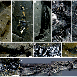 Other skeletal elements in the gut of Ottoia prolifica