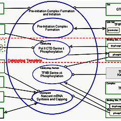 Pre-initiation complex formation and initiation model.