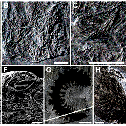 Setae-like elements (SLE) within the gut of Ottoia prolifica from the ...