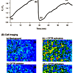 CFTR channel activity