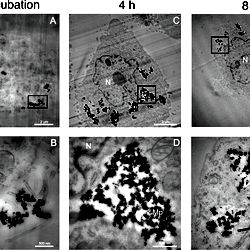 TEM imaging of the distribution of ND-PEI in NIH/3T3 EWS-Fli1 cells as ...