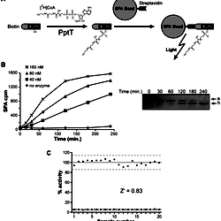 PptT SPA assay for high throughput screening.