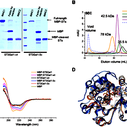 Structural analysis of MBP-fused and MBP-cleaved STs.