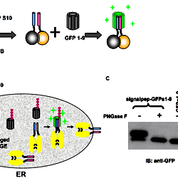 Design of tripartite split GFP complementation to study RAGE ...