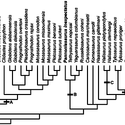 Strict consensus tree from phylogenetic analysis.