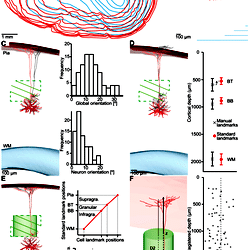 Registration of 3D neuron morphologies to the standardized barrel cortex.