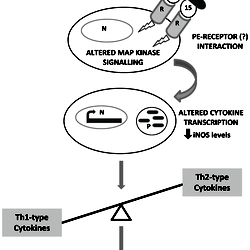 Model depicting the possible role of PE5 (5) and PE15 (15) in immune ...